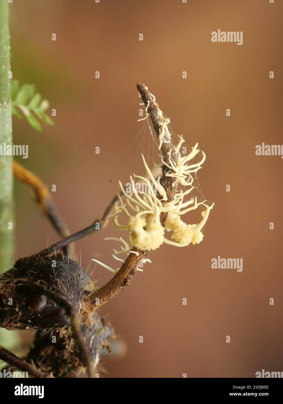 (Ophiocordyceps ponerinarum), Fungi, Eloy Alfaro, Ecuador, Note ...