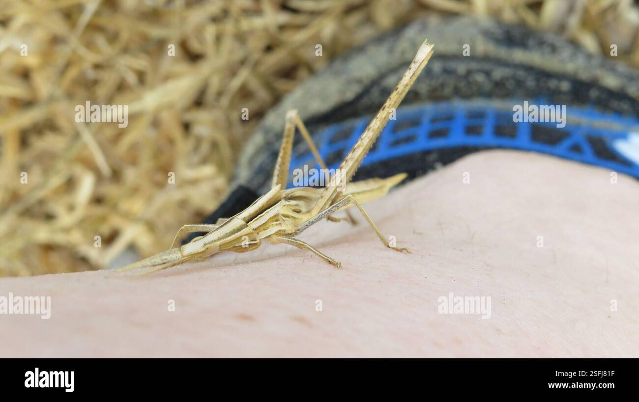 Oriental Longheaded Locust (Acrida cinerea), Insecta, Хуахин ...