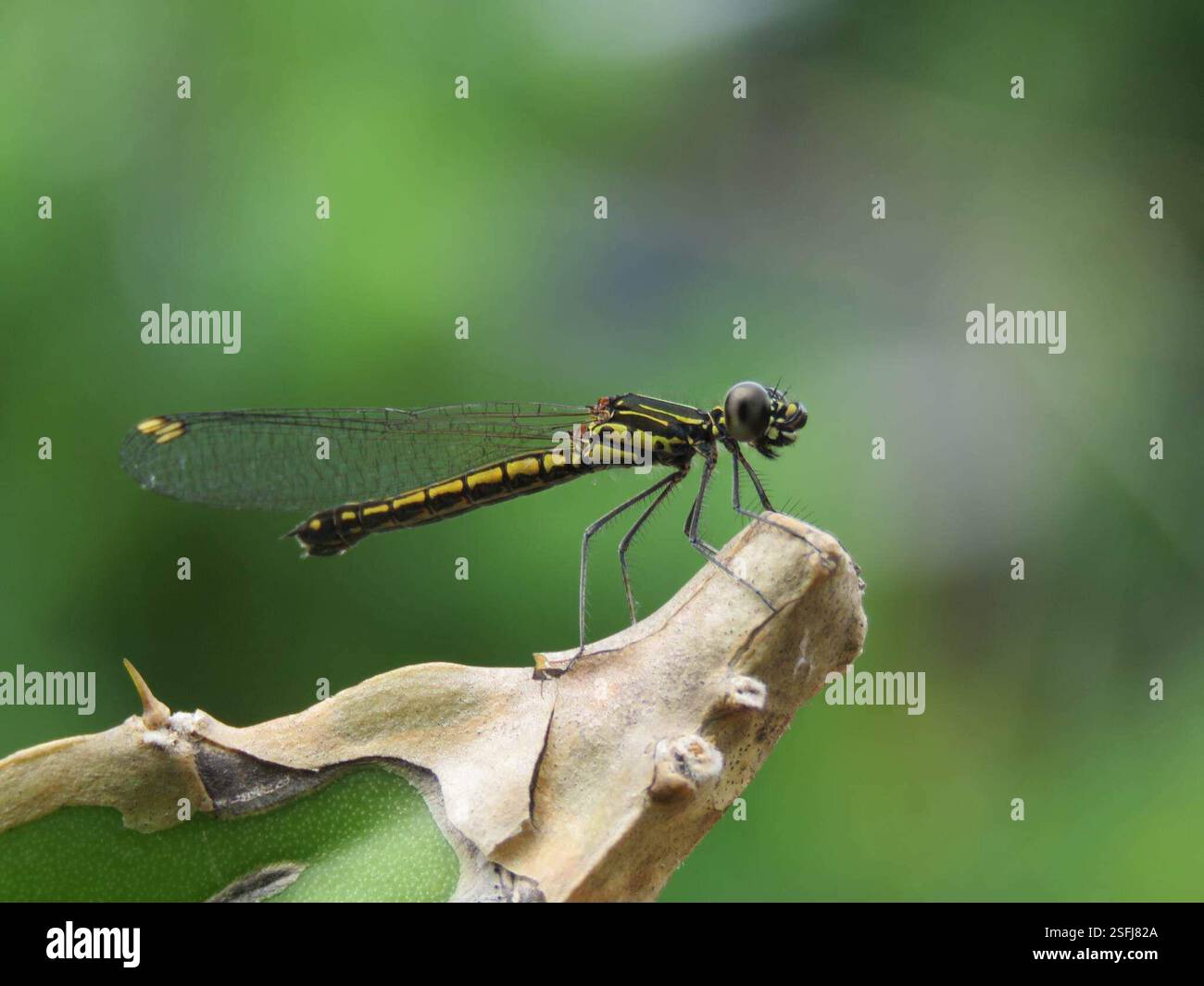 Golden gem (Libellago lineata), Insecta, Kawkareik Stock Photo - Alamy