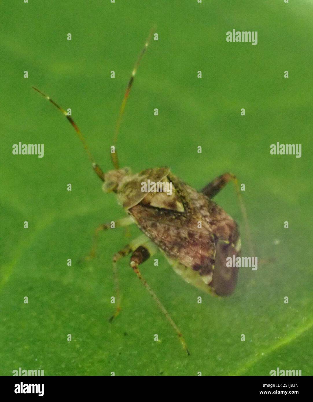 Australian crop mirid (Sidnia kinbergi), Insecta, Wynyard TAS 7325 ...