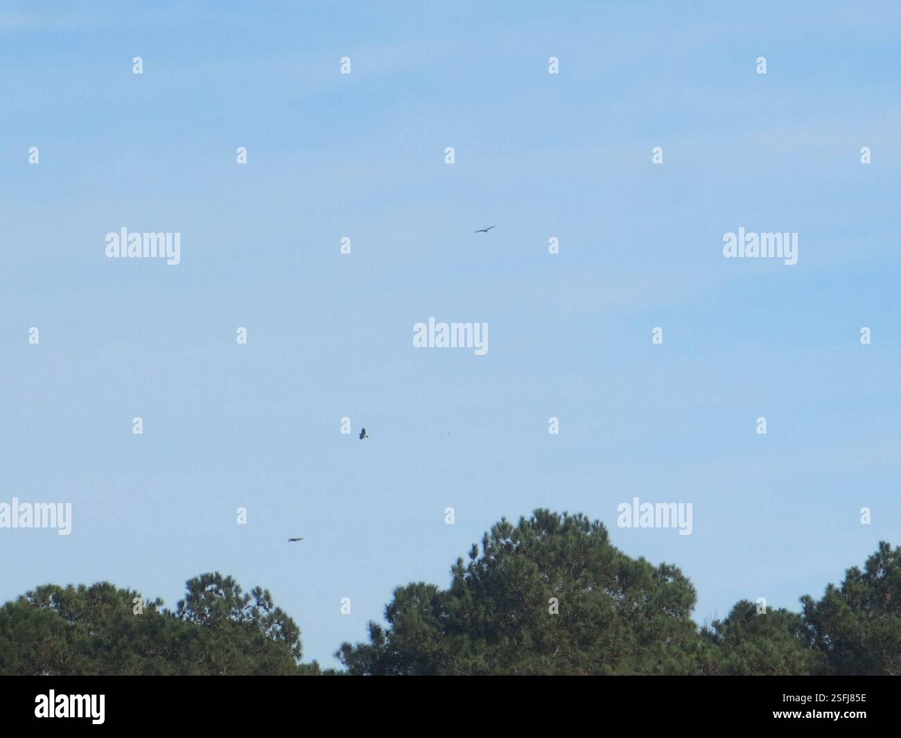Red-tailed Hawk (Buteo jamaicensis), Aves, Savannah, GA, USA, Pretty ...