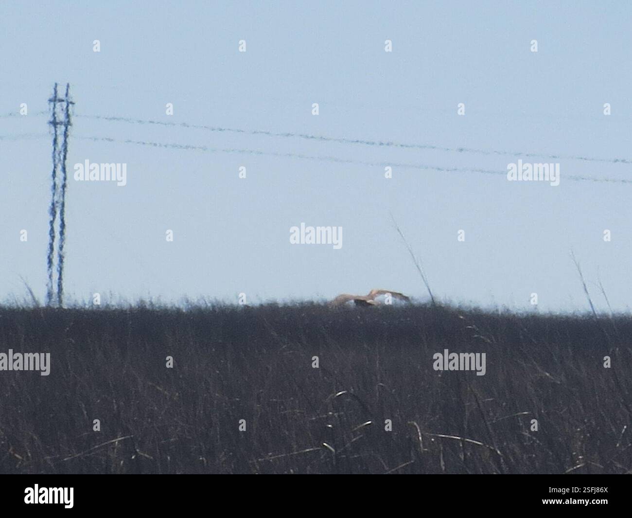Northern Harrier (Circus hudsonius), Aves, Windsor Forest, Savannah, GA ...