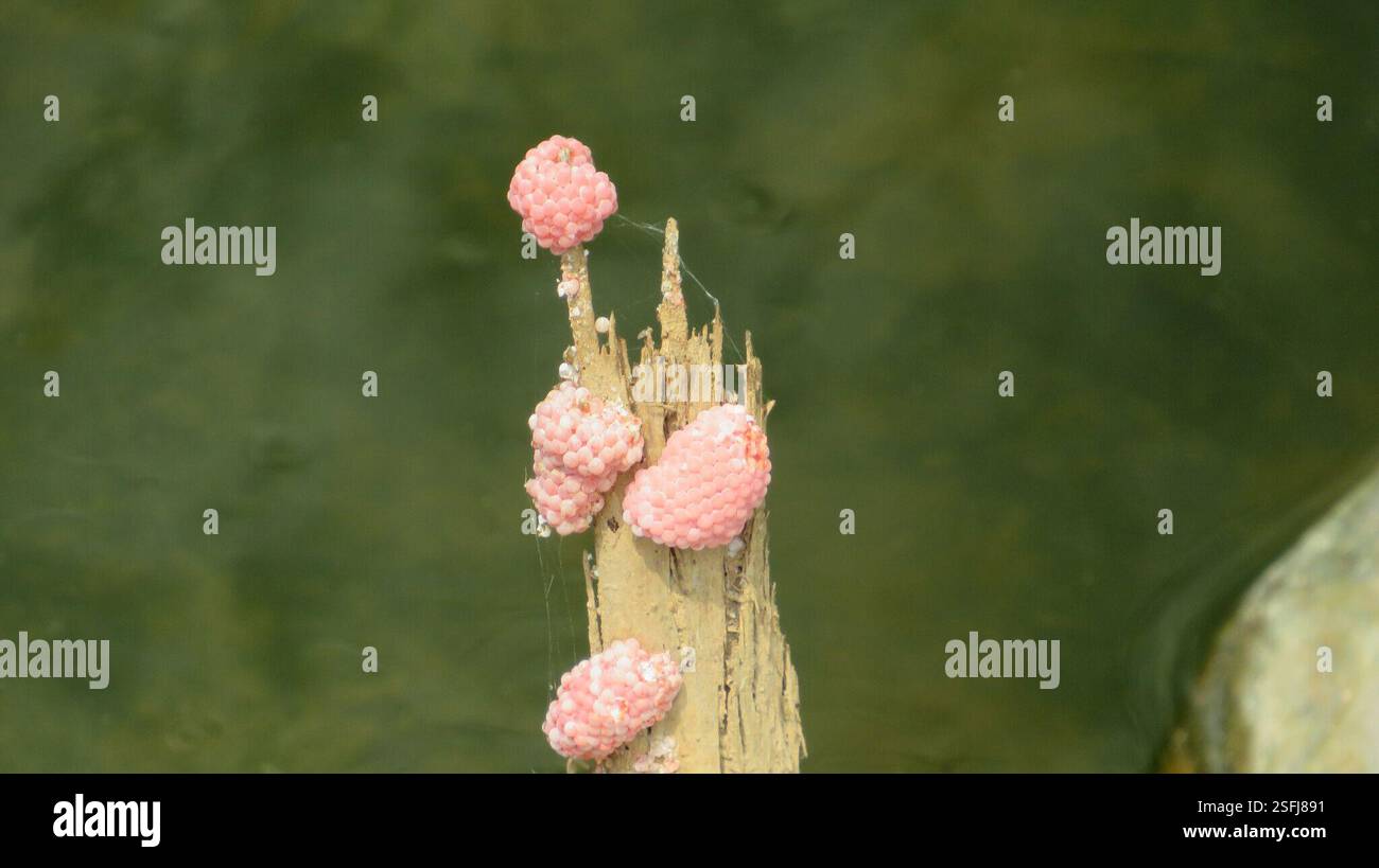 Island Apple Snail (Pomacea maculata), Mollusca, Краби, Таиланд Stock ...