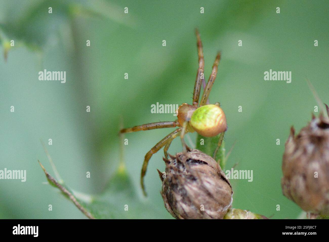 Triangle Crab Spider (Ebrechtella tricuspidata), Arachnida, 5072 ...