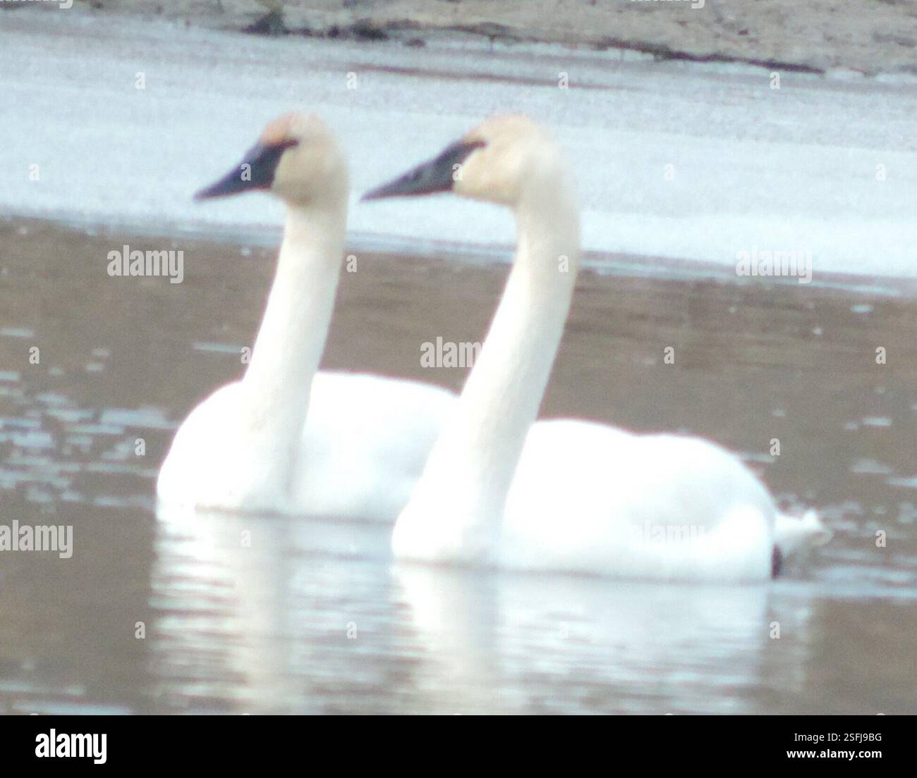 Trumpeter Swan (Cygnus buccinator), Aves, Okanagan-Similkameen, BC ...