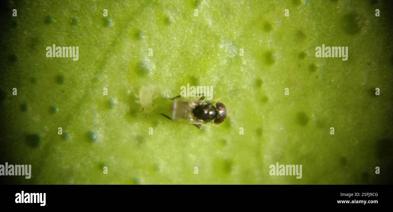 Chalcidoid Wasps (Chalcidoidea), Insecta, 台灣高雄市 Stock Photo - Alamy