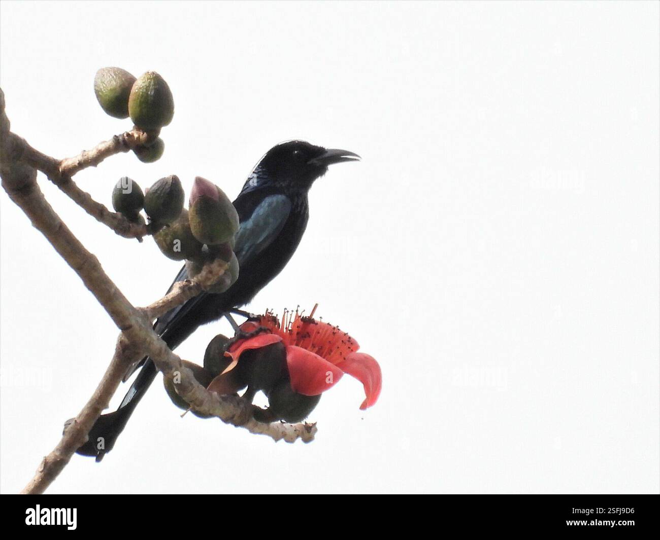 Hair-crested Drongo (Dicrurus hottentottus), Aves, Shek Kong, Hong Kong ...