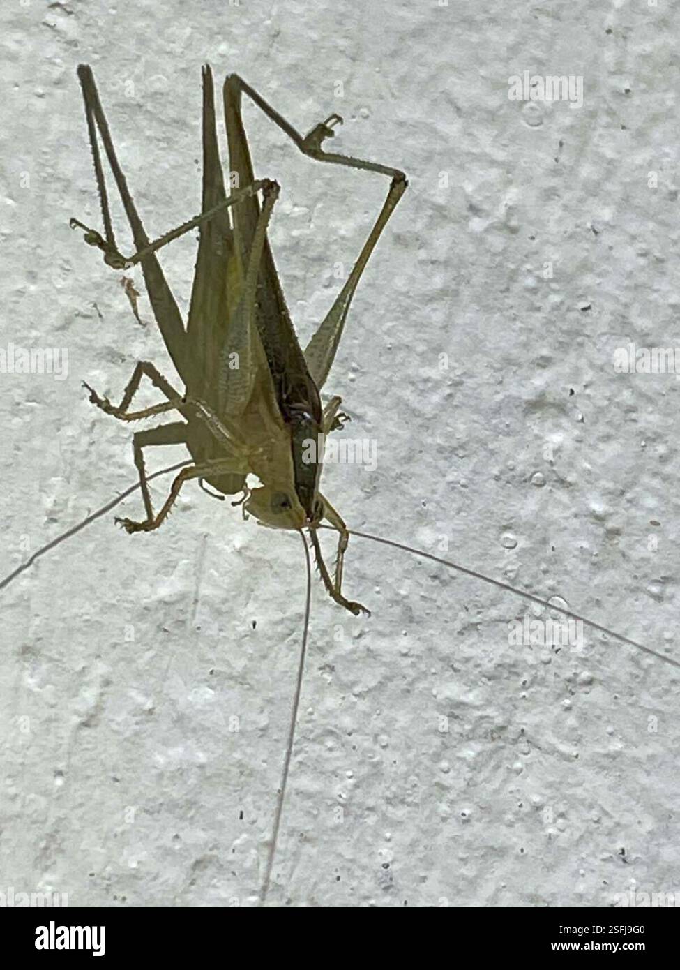 Spotted Meadow Katydid (Conocephalus maculatus), Insecta, Хуахин ...