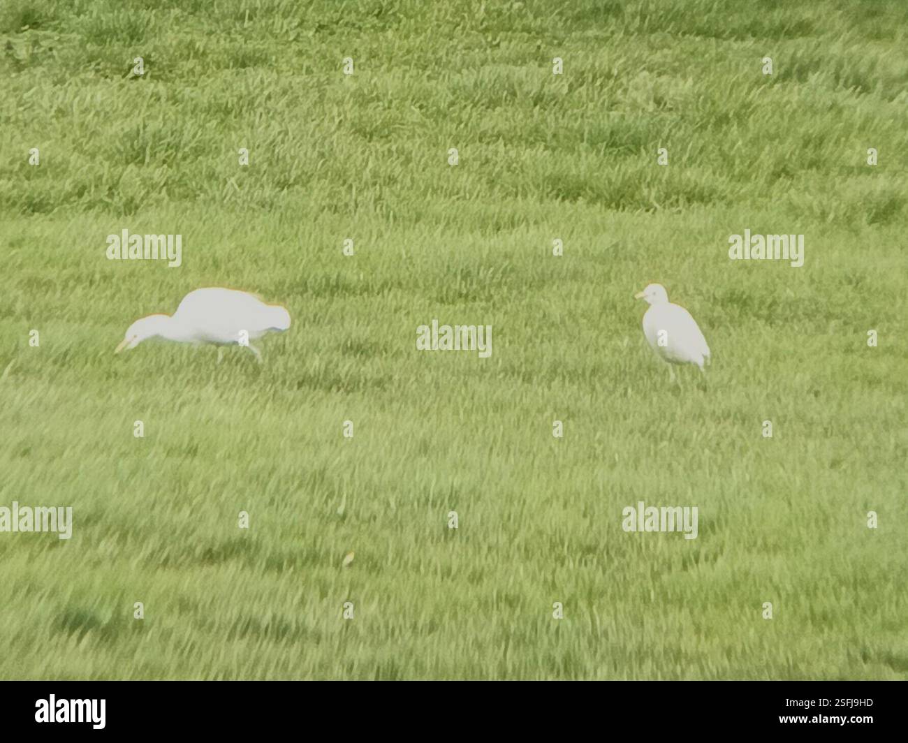 Western Cattle-Egret (Ardea ibis), Aves, Pymoor, Ely CB6, UK Stock ...