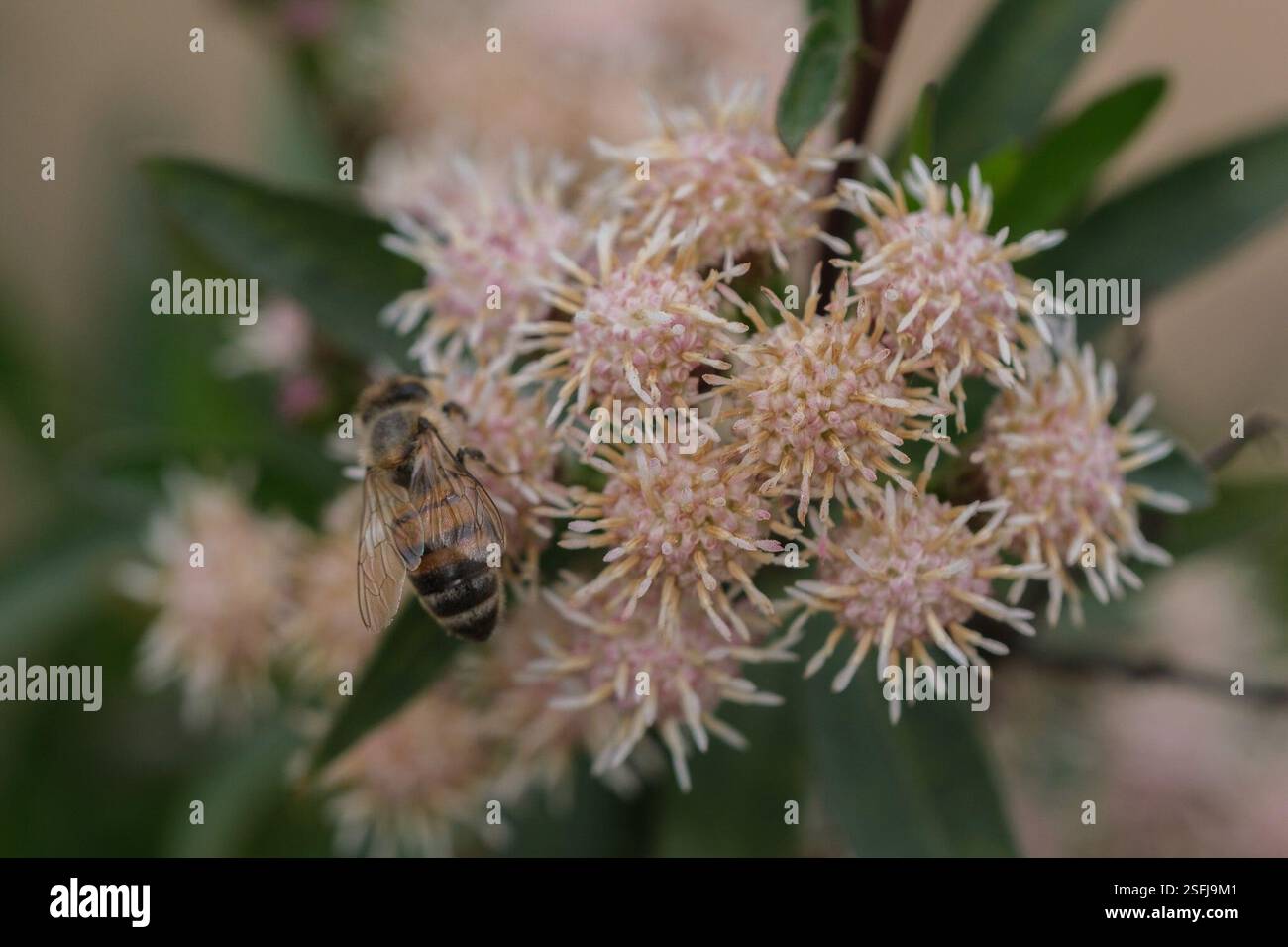 mule fat (Baccharis salicifolia), Plantae, Torrance, CA, USA Stock ...