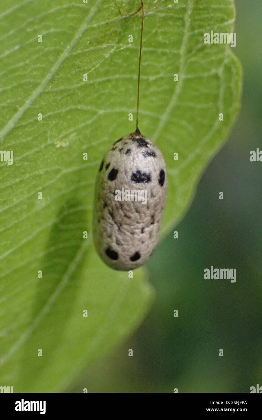(Charops), Insecta, Sabiepark, Sabie Park, 1260, South Africa, Cocoon ...