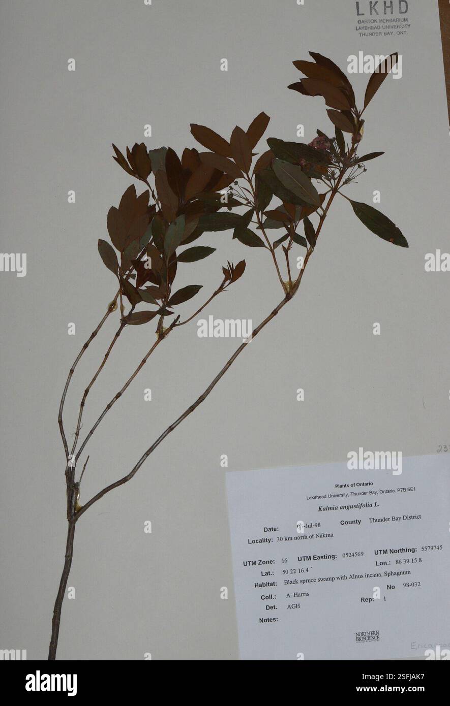 sheep laurel (Kalmia angustifolia), Plantae, Thunder Bay District, ON ...