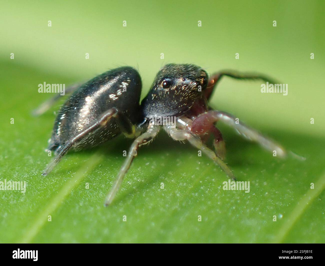 (Zygoballus), Arachnida, Copan Ruinas, Honduras, Molted to maturity on ...