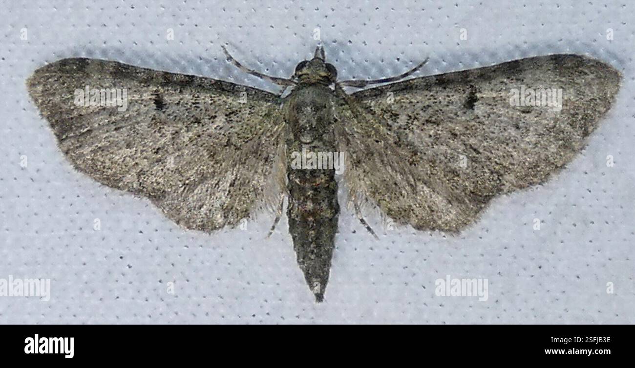 Common Eupithecia Moth (Eupithecia miserulata), Insecta, River Rd ...
