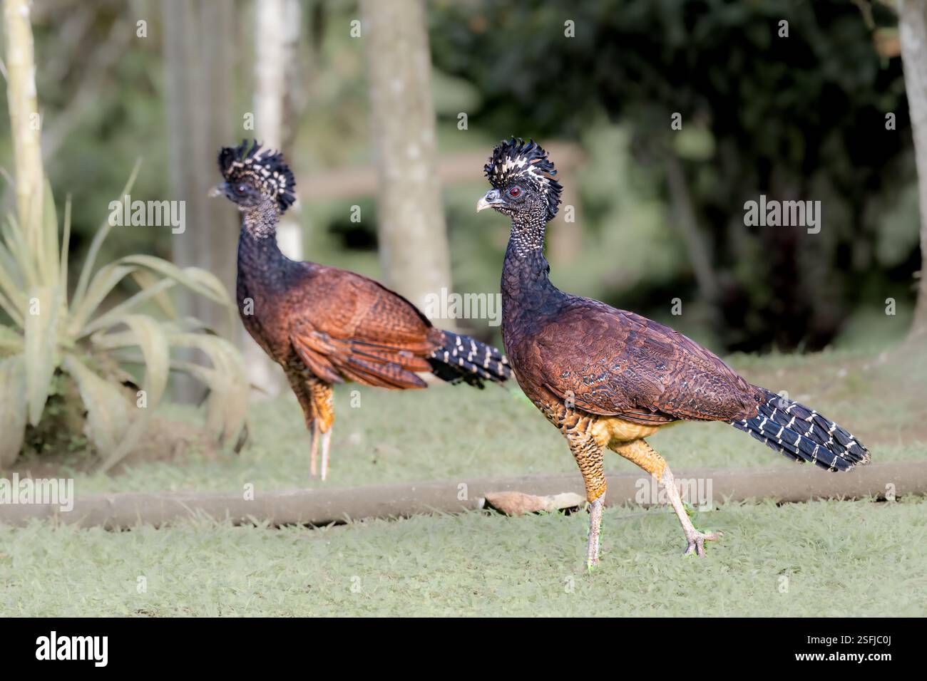 The great curassow, Crax rubra, large, pheasant-like bird, female Stock ...