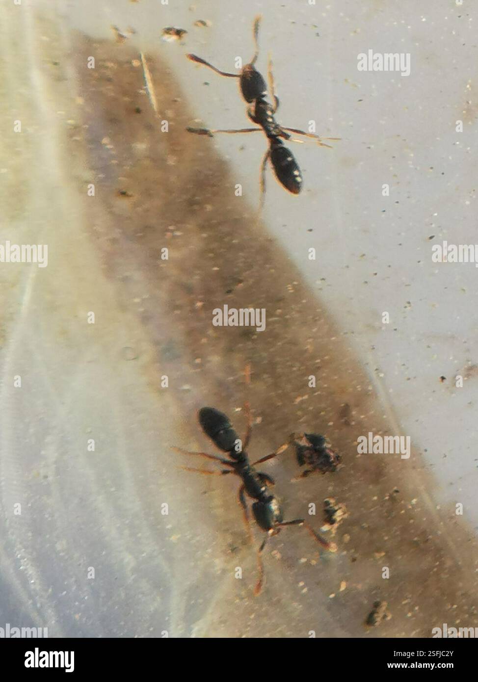 Typical Ponerine Ants (Ponerini), Insecta, 34230 Bélarga, France ...