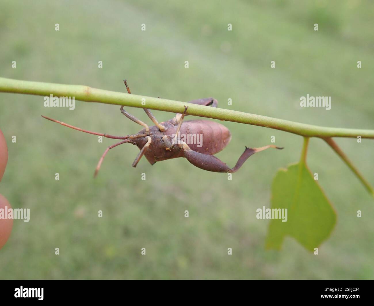 Common Gum-tree Bug (Amorbus robustus), Insecta, Dungog, Found on a ...