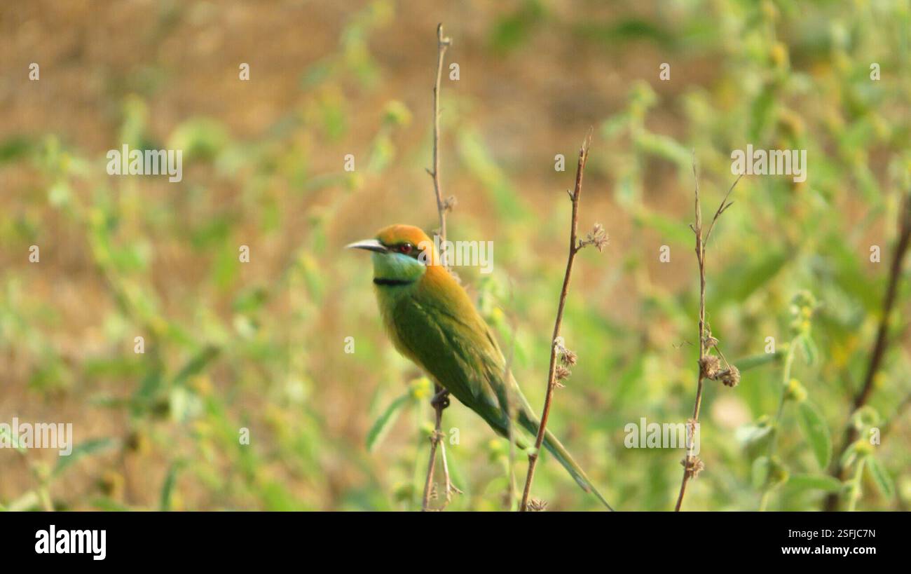 Asian Green Bee-eater (Merops orientalis), Aves, Хуахин ...