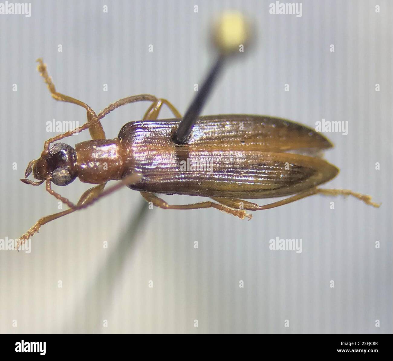 (Statira), Insecta, Lincoln, NE, US, 6mm Stock Photo - Alamy