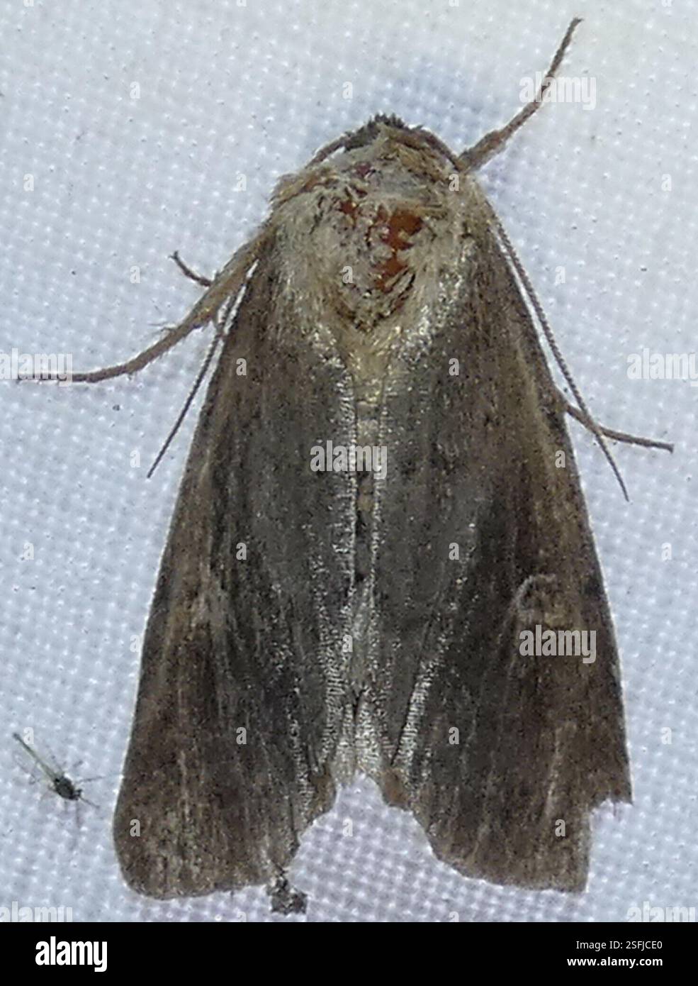 Cutworm Moths and Allies (Noctuidae), Insecta, River Rd. Preserve ...