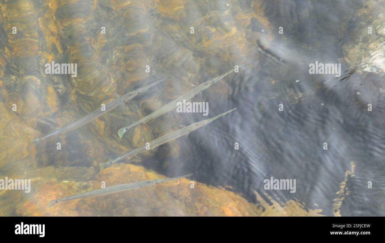 Northern River Garfish (Zenarchopterus buffonis), Actinopterygii ...