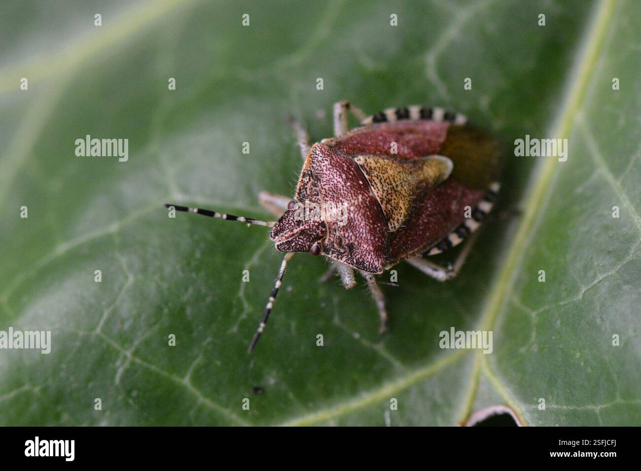 Sloe Bug (Dolycoris baccarum), Insecta, 4325 Schupfart, Schweiz Stock ...