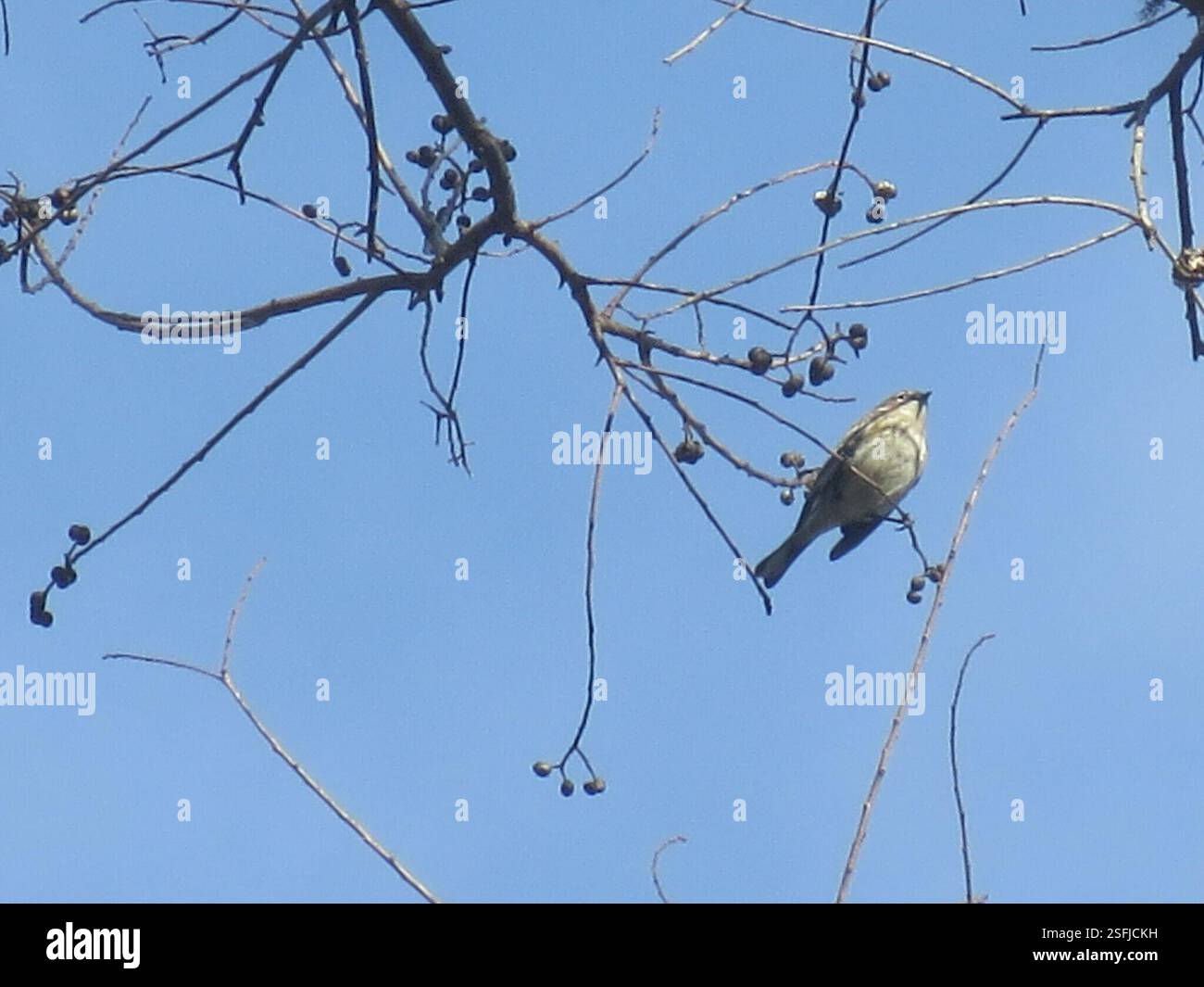 Chinese Tallow (Triadica sebifera), Plantae, WF NFN "Community" Garden ...