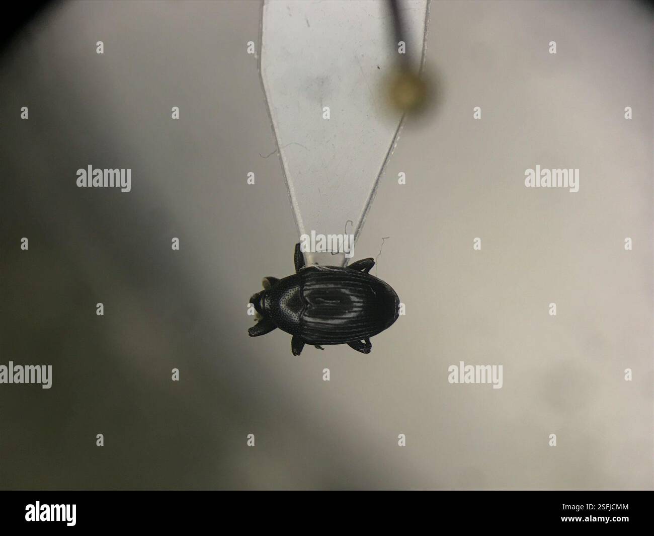 (Baris), Insecta, Capitale-Nationale, QC, Canada Stock Photo - Alamy