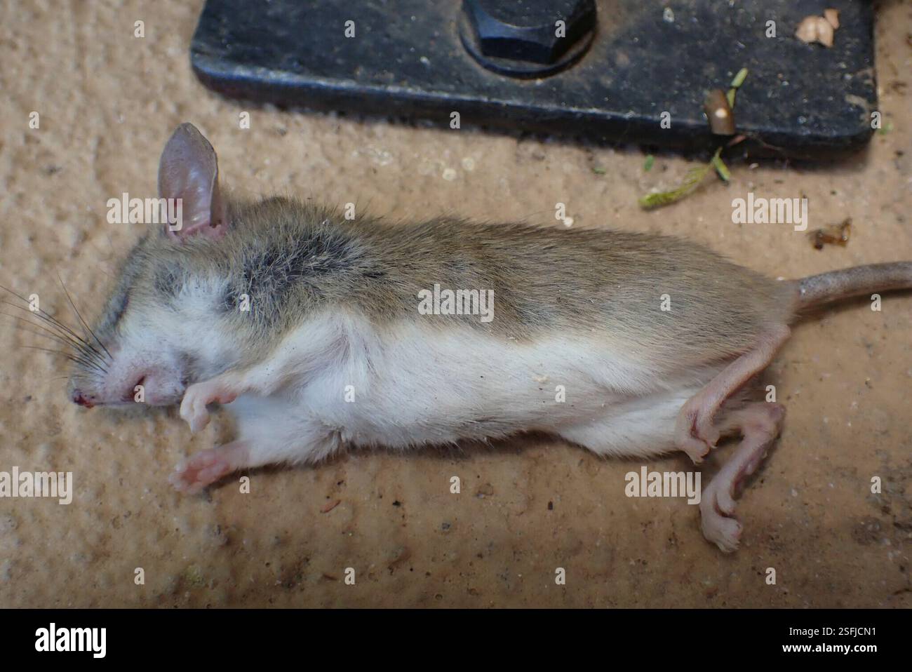 Woodland Thicket Rat (Grammomys dolichurus), Mammalia, Jakkalsbessie ...