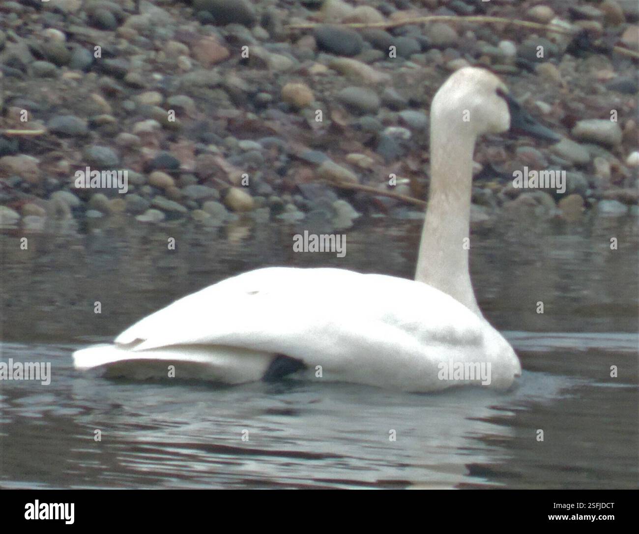 Trumpeter Swan (Cygnus buccinator), Aves, Okanagan-Similkameen, BC ...
