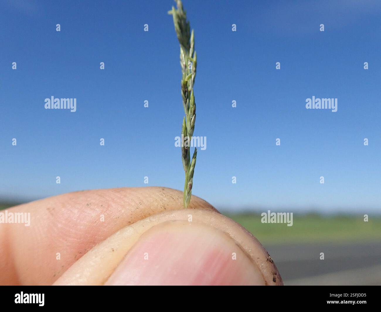 mexican sprangletop (Diplachne fusca uninervia), Plantae, Woodburn, nsw ...