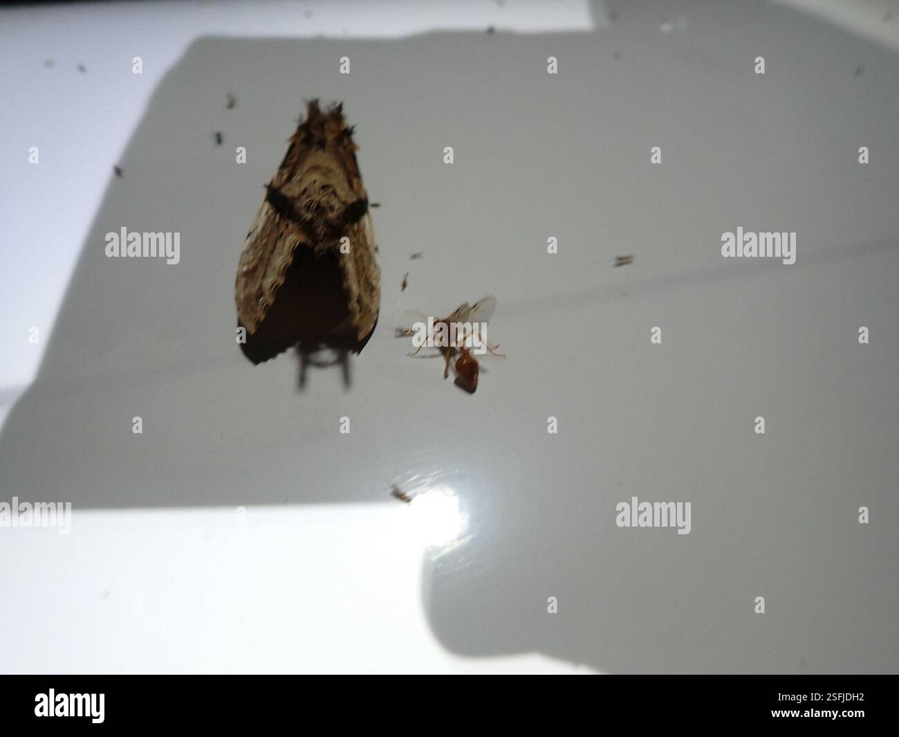 (Dudusa), Insecta, Lahad Datu, Sabah, Malaysia Stock Photo - Alamy