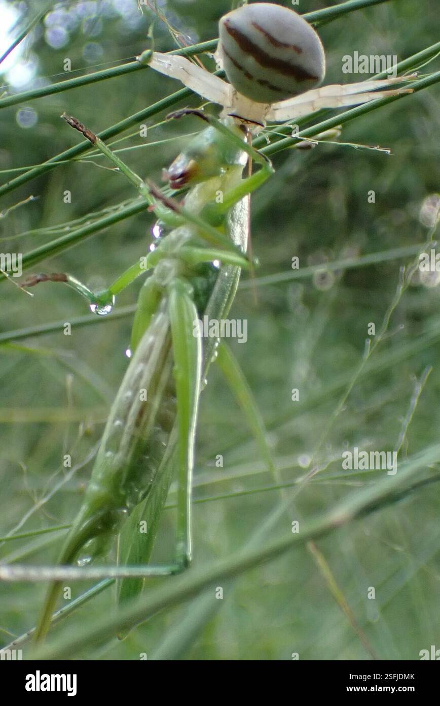 Coneheads (Ruspolia), Insecta, Sabiepark, Sabie Park, 1260, South ...