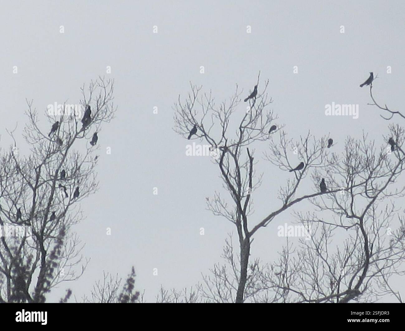 Typical Grackles (Quiscalus), Aves, Windsor Forest, Savannah, GA, USA ...