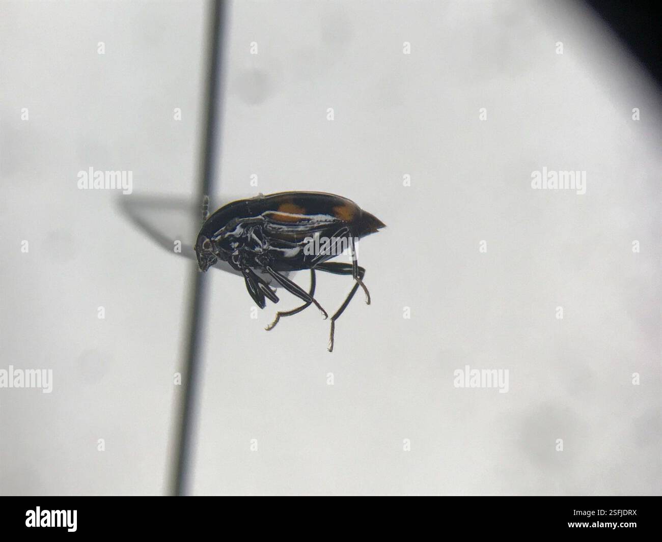 (Scaphidium quadriguttatum), Insecta, Neufchâtel, Québec, QC, Canada ...