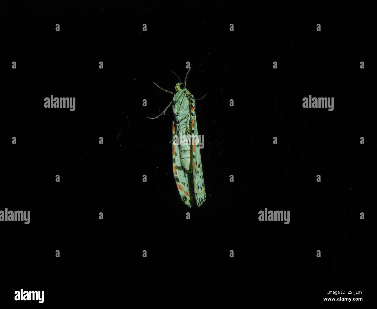 Heliotrope Moth (Utetheisa pulchelloides), Insecta, Hobart TAS ...