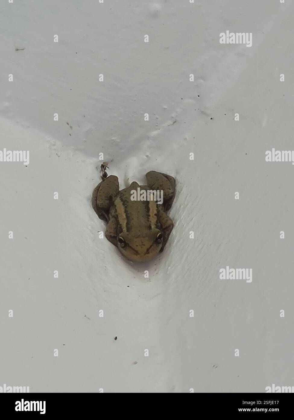 Red Snouted Tree Frog (Scinax ruber), Amphibia, Klaaskreek, SR-BR, SR ...