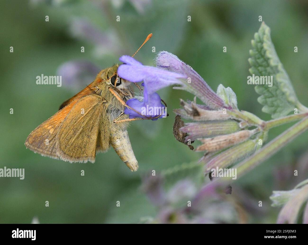 Tawny-edged Skipper (Polites themistocles), Insecta, Bellefontaine ...