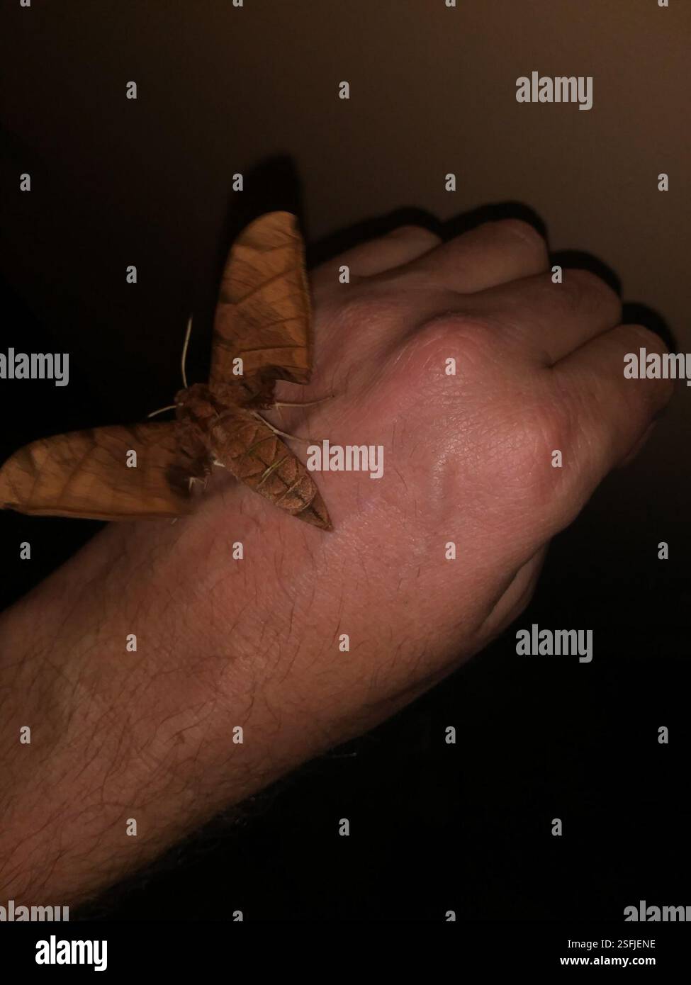 Streaked Sphinx (Protambulyx strigilis), Insecta, Crooked Lake Park, FL ...