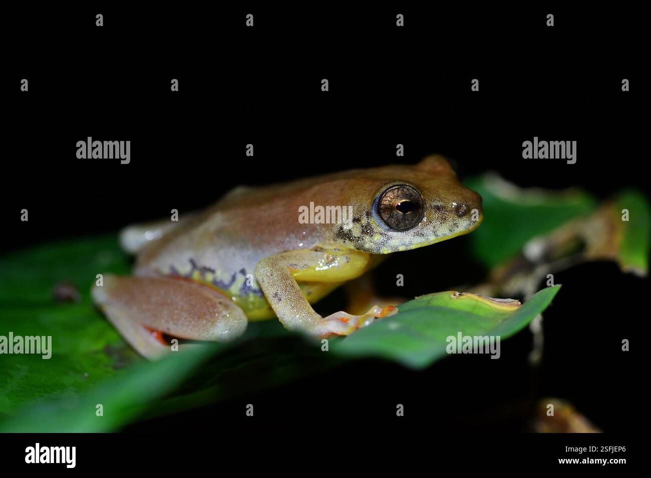 Variable Montane Reed Frog (Hyperolius picturatus), Amphibia, Cavally ...