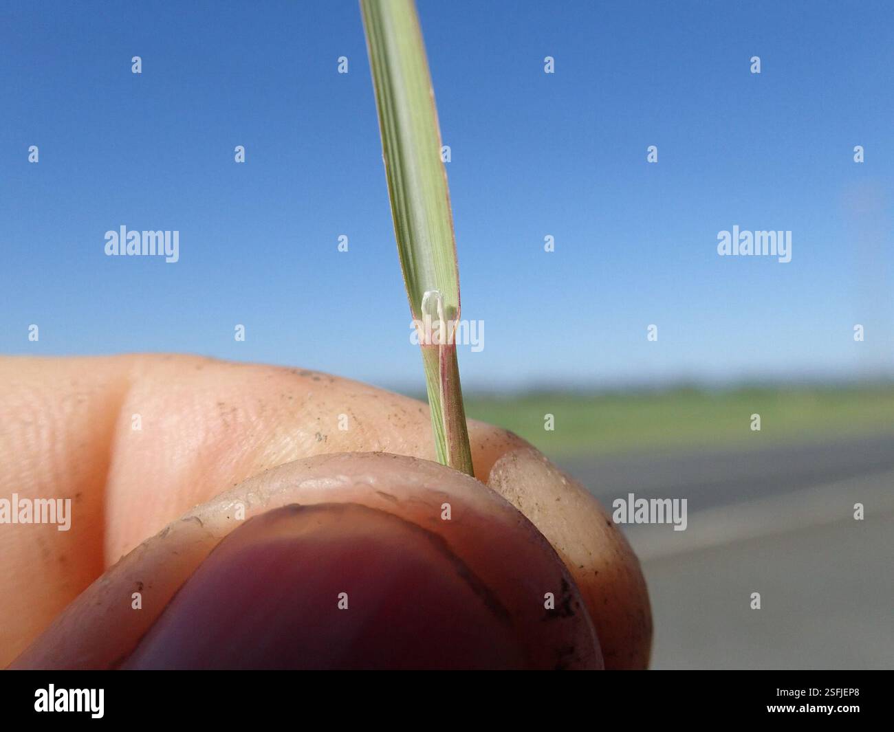 mexican sprangletop (Diplachne fusca uninervia), Plantae, Woodburn, nsw ...
