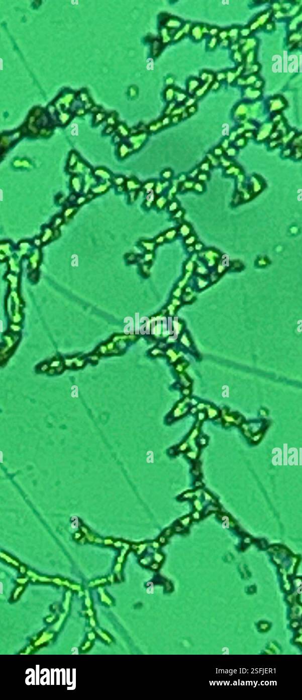 bacteria (Bacteria), , , From a batch of compost tea using decomposed ...
