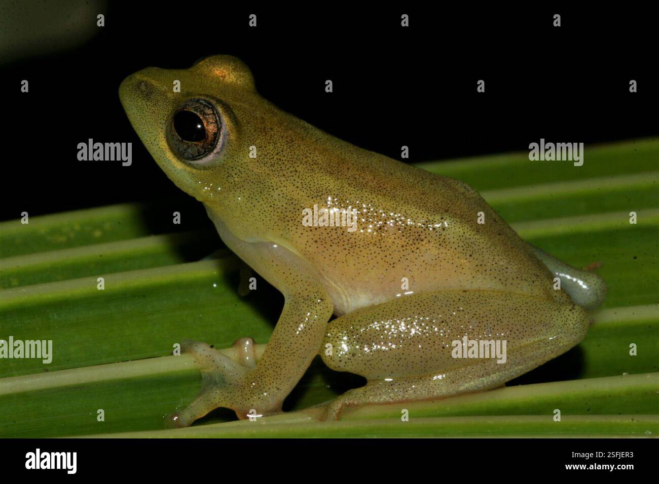Leopard Reed Frog (Hyperolius pardalis), Amphibia, Madingo-Kayes ...