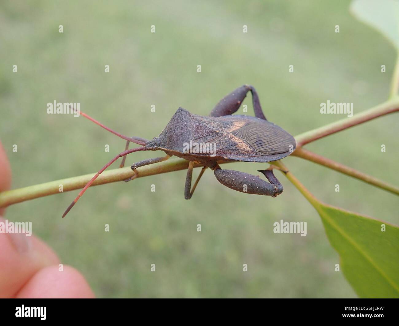 Common Gum-tree Bug (Amorbus robustus), Insecta, Dungog, Found on a ...
