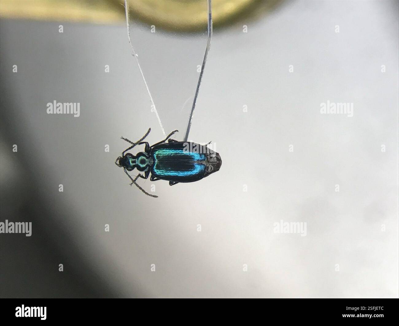 Flower Lebia Beetle (Lebia viridis), Insecta, Capitale-Nationale, QC ...