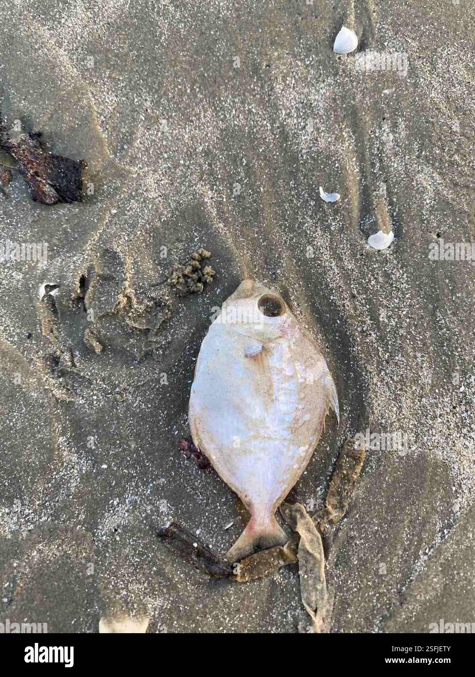 Ponyfishes (Leiognathidae), Actinopterygii, Хуахин, Таиланд Stock Photo ...