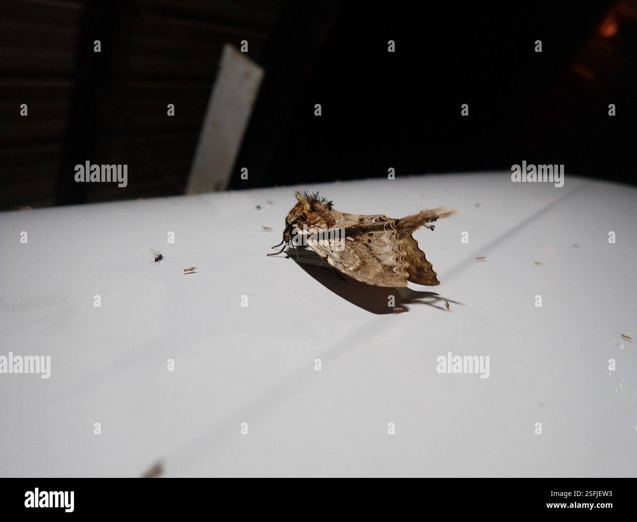 (Dudusa), Insecta, Lahad Datu, Sabah, Malaysia Stock Photo - Alamy