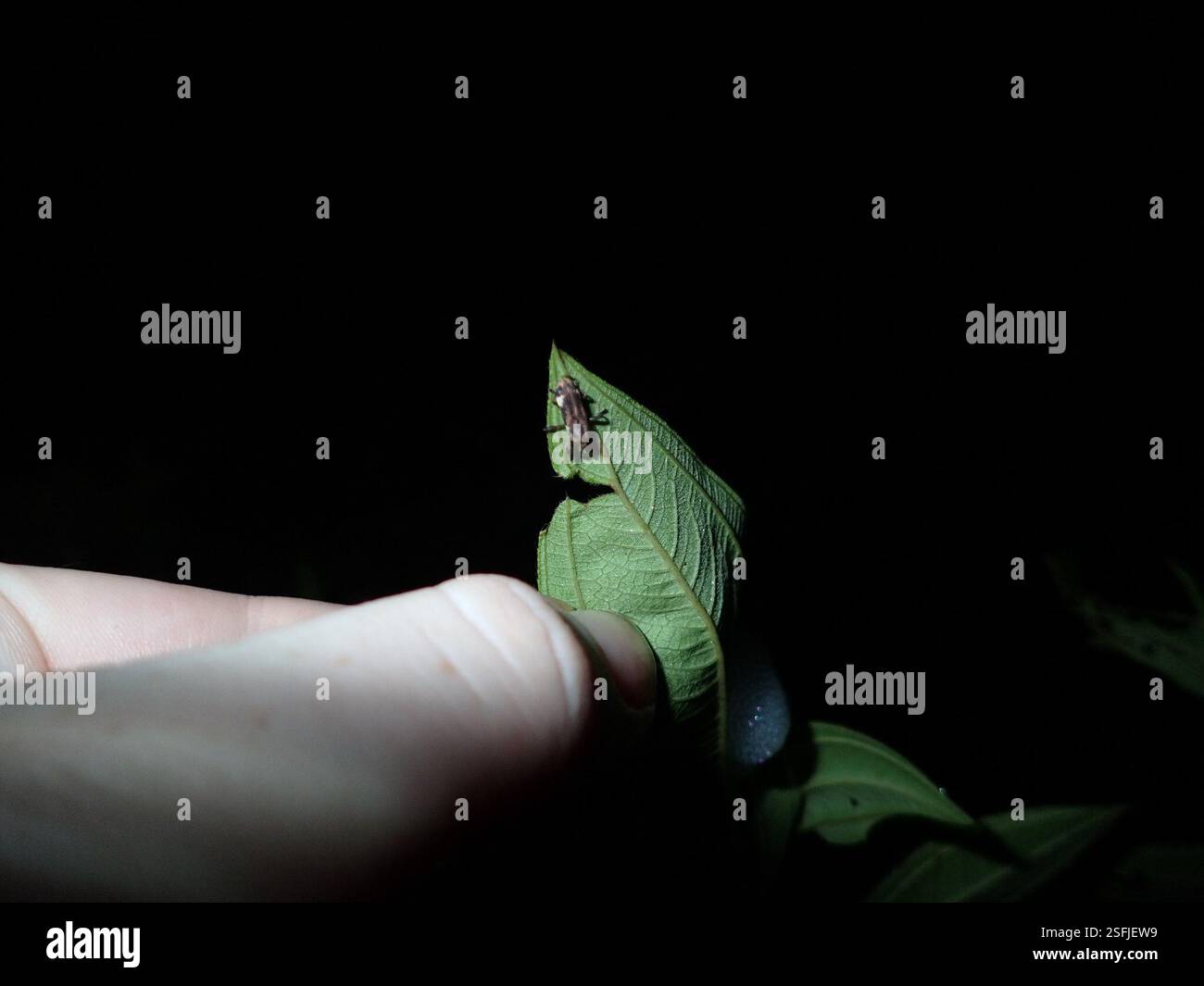 Insects (Insecta), Insecta, Lahad Datu, Sabah, Malaysia Stock Photo - Alamy