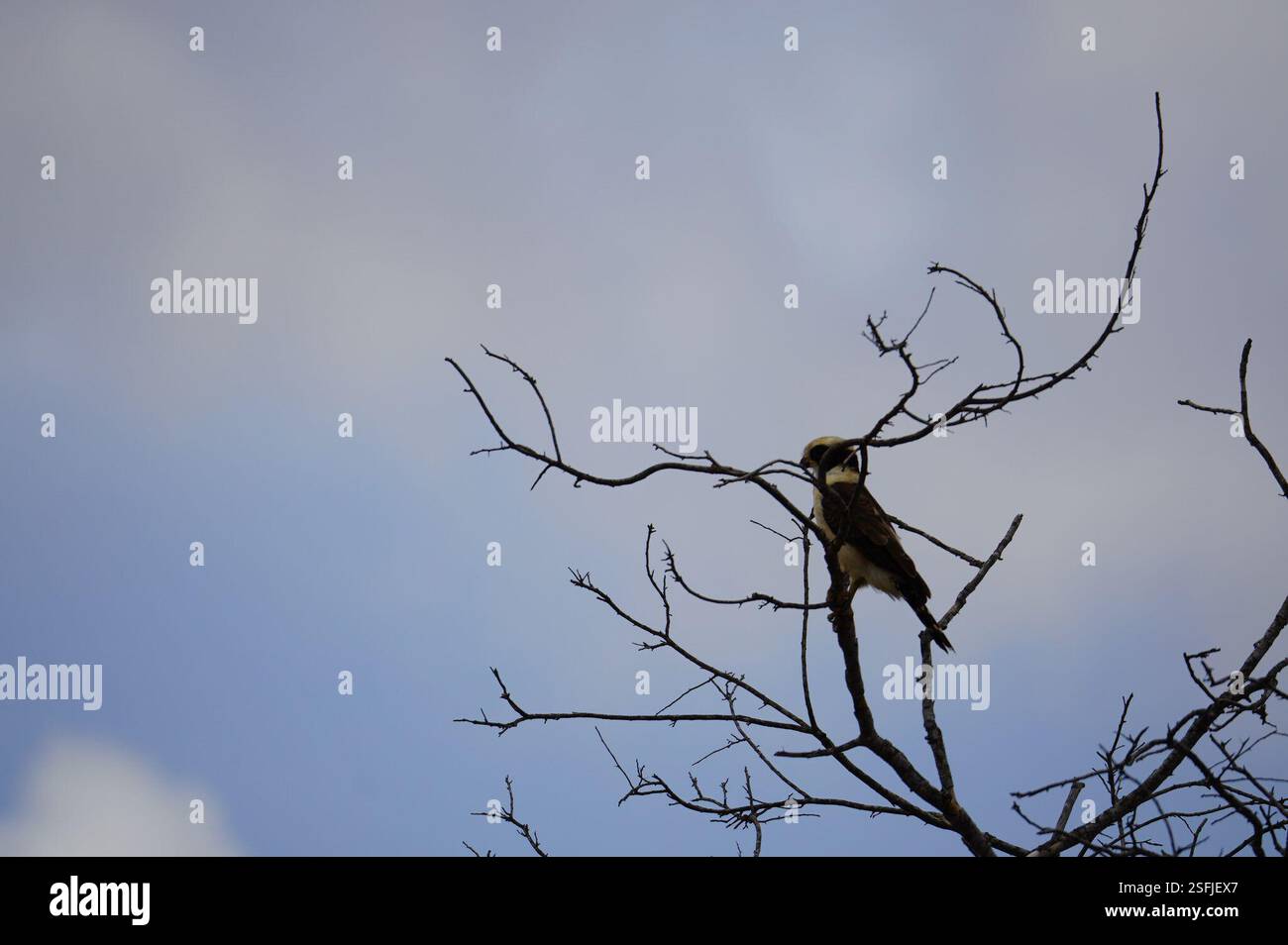 Laughing Falcon (Herpetotheres cachinnans), Aves, Boa Vista - State of ...