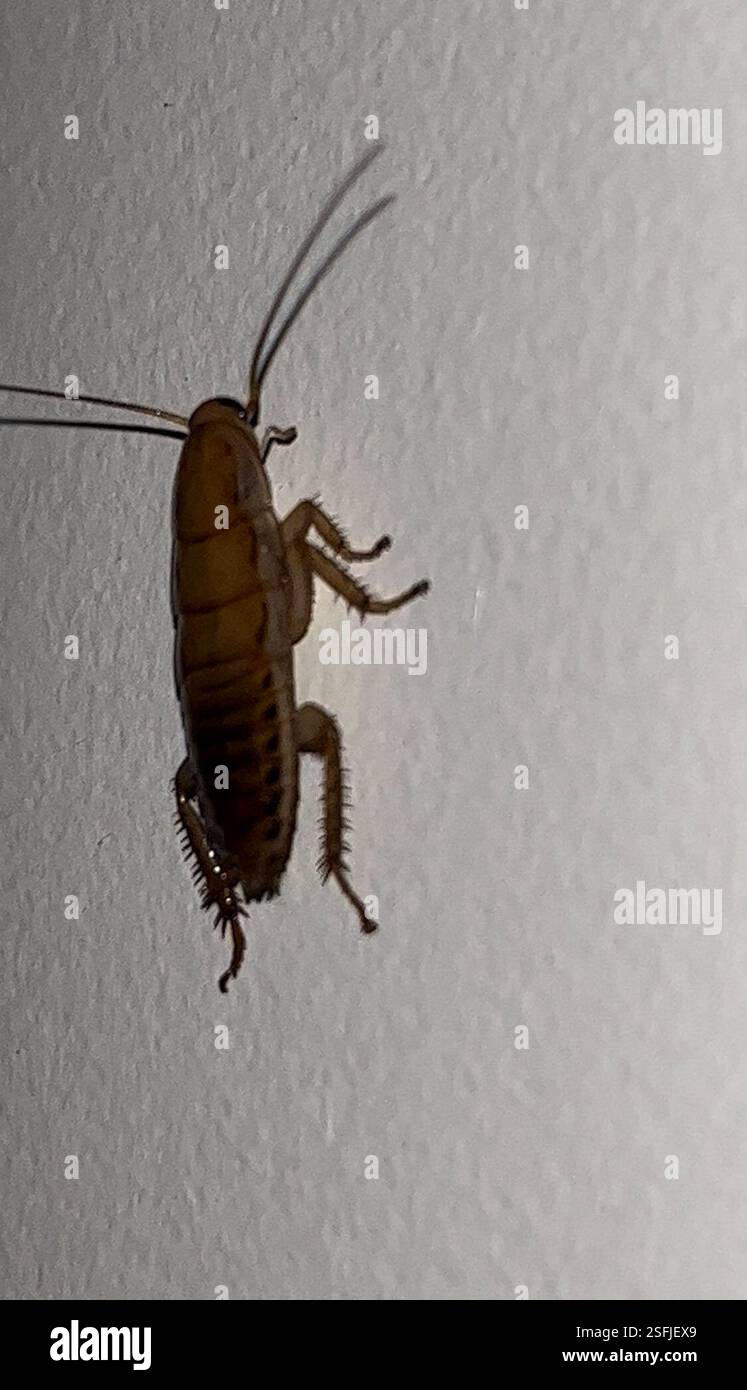 Golden Cockroach (Drymaplaneta heydeniana), Insecta, Auckland, NZ Stock ...